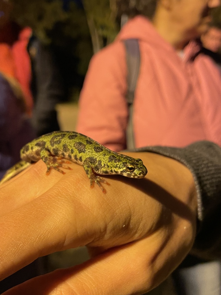Pygmy Marbled Newt in February 2024 by joaoalmeida · iNaturalist