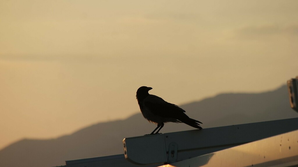 Hooded Crow from Alanya/Antalya, Türkiye on July 18, 2020 at 07:39 PM ...