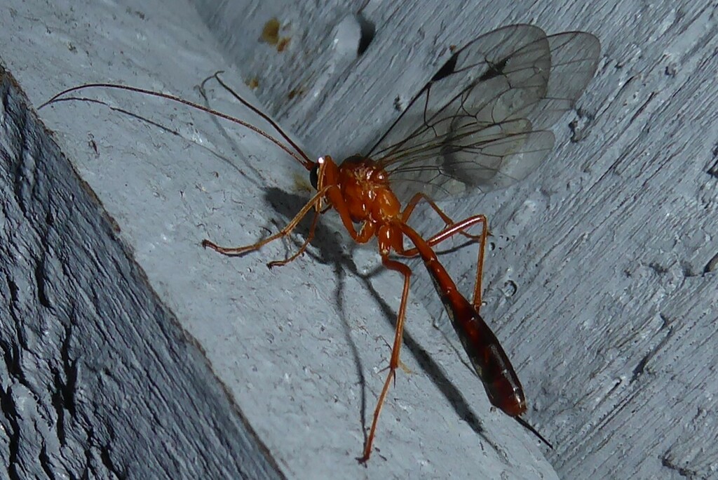 Netelia ephippiata from Waikouaiti, New Zealand on January 27, 2024 at ...