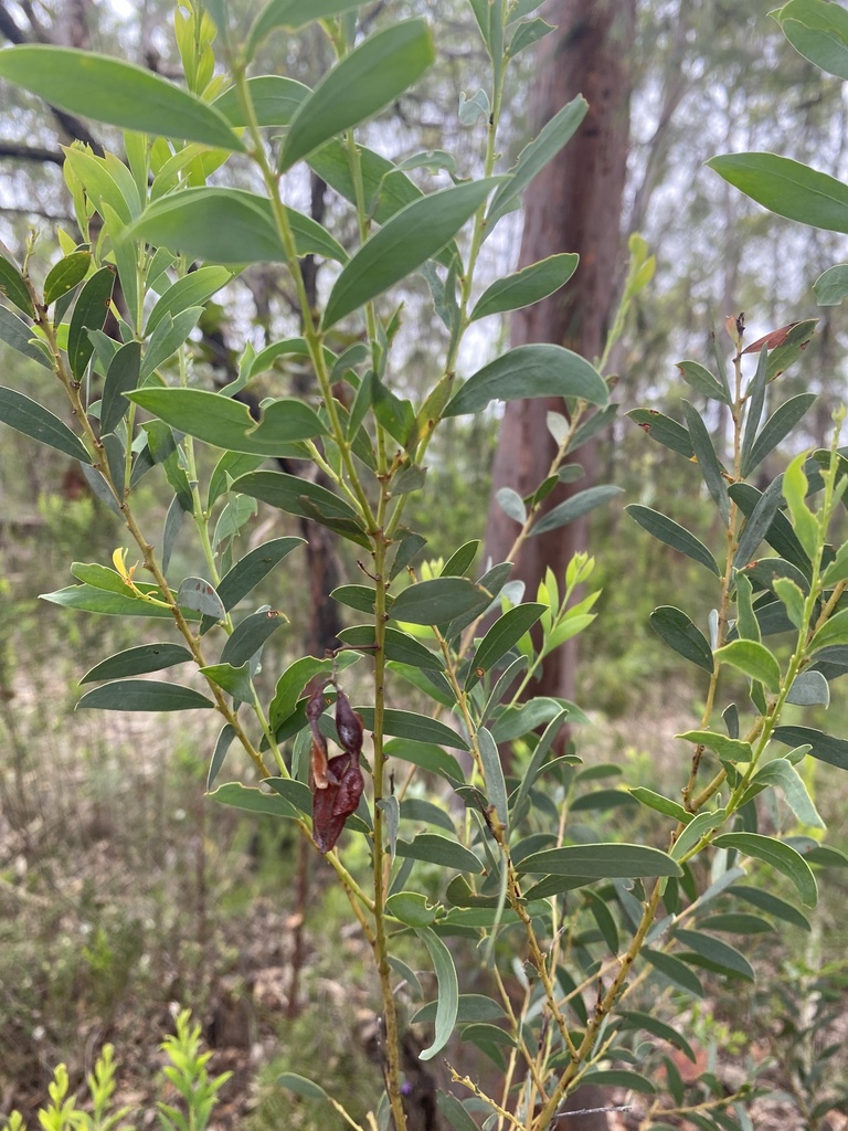 Phyllodineae from Wollemi National Park, Upper Colo, NSW, AU on ...