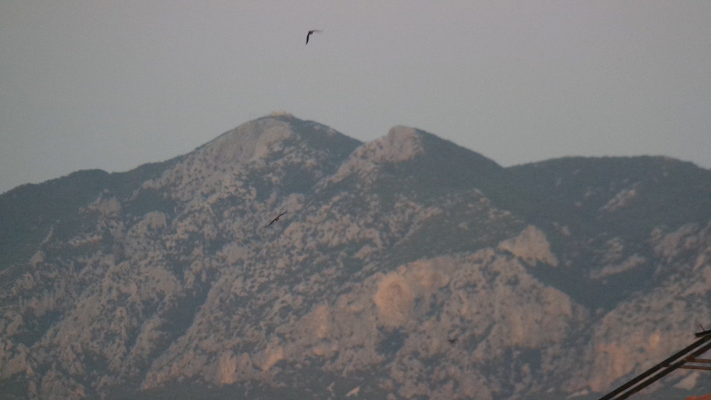 Hooded Crow from Datça/Muğla, Türkiye on August 12, 2023 at 06:10 AM by ...