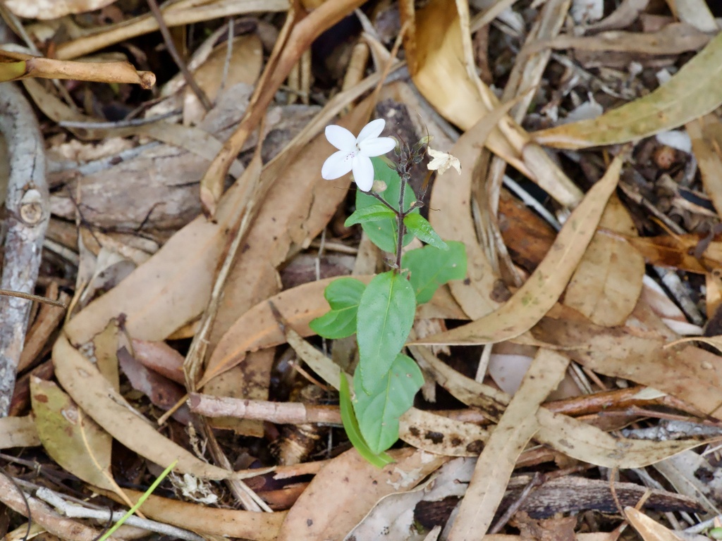 Pastel Flower from Chelsea Rd, Ransome, QLD, AU on February 6, 2024 at ...