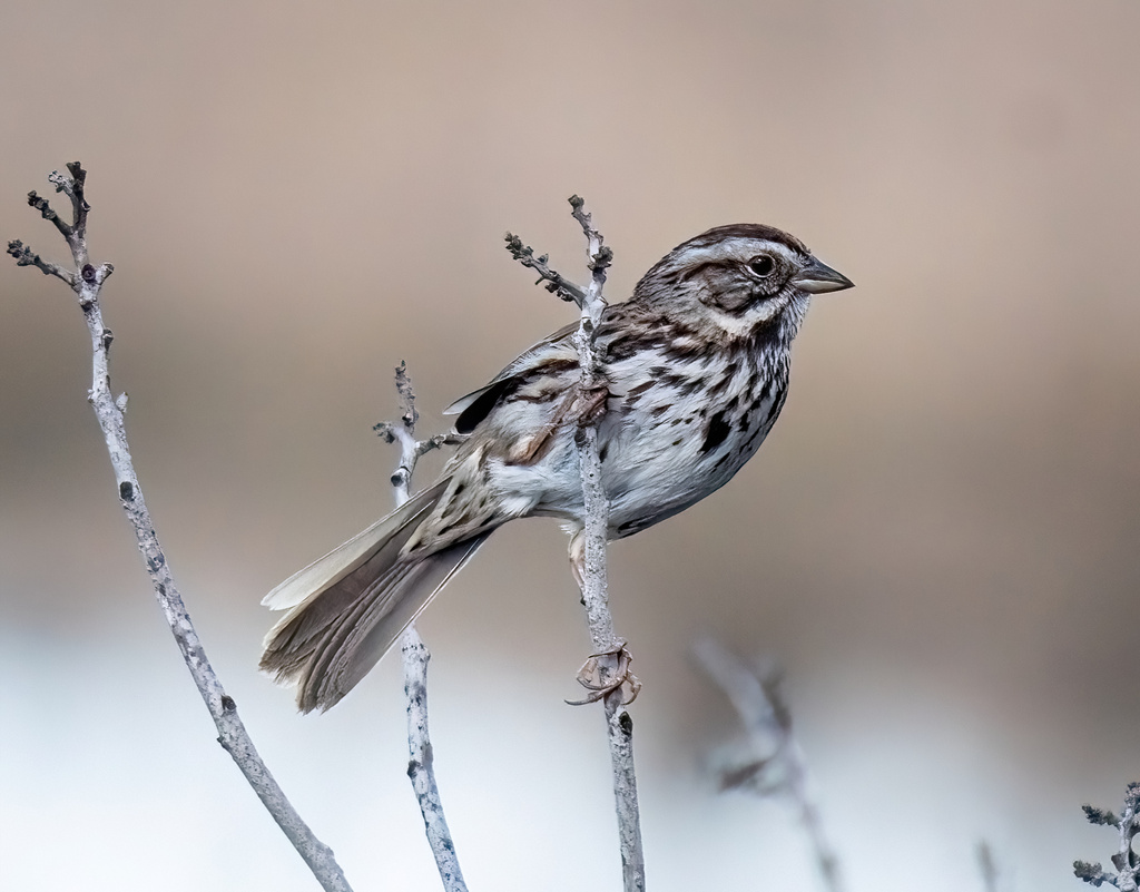 Song Sparrow from Penasquitos Lagoon Open Space, San Diego, CA 92121 ...