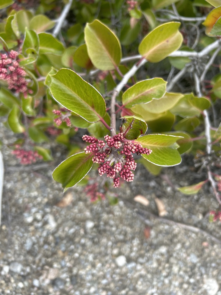 lemonade berry from Haven Ave, Rancho Cucamonga, CA, US on February 9 ...