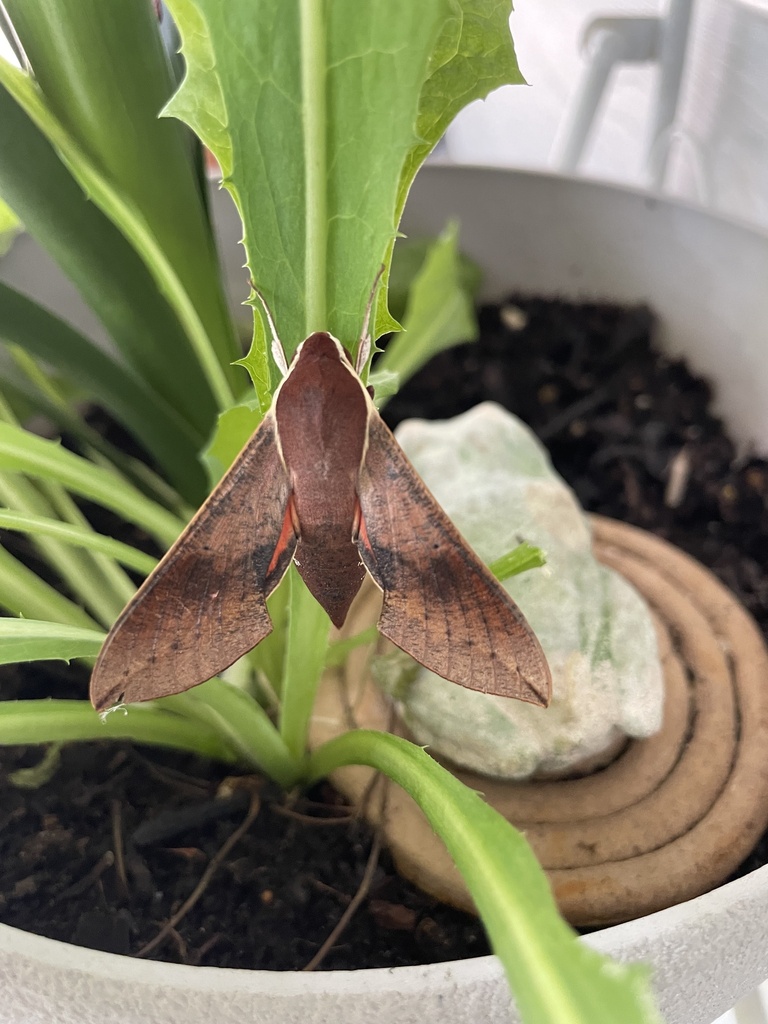 Coprosma Hawk Moth from Portland, NSW, AU on January 31, 2024 at 08:31 ...