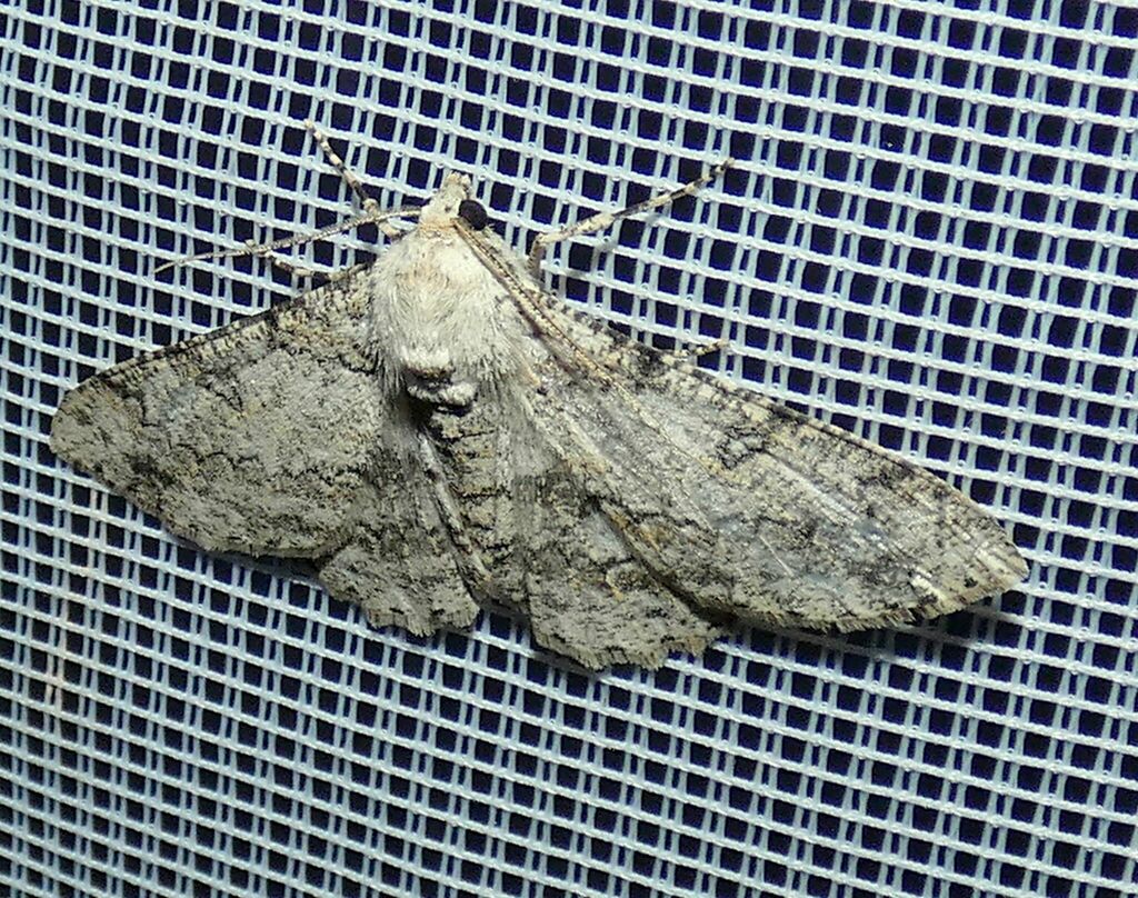 Citrus Looper from Habitate, Jennersdorf, Österreich on August 1, 2018 ...
