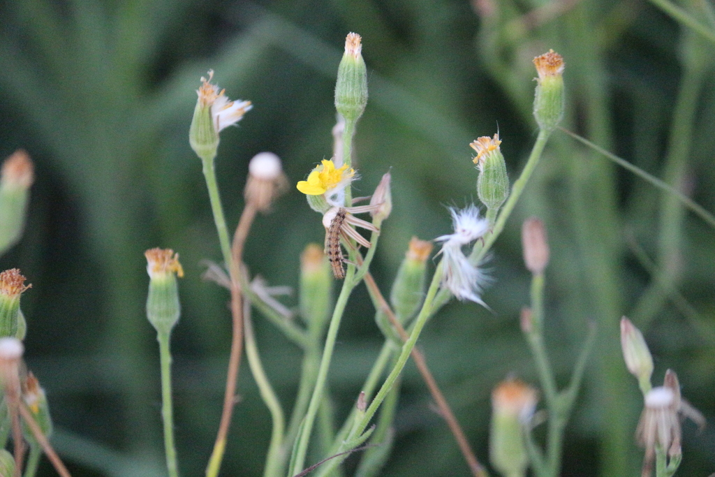 Cotton Bollworm Moth from Carletonville, 2499, South Africa on February ...