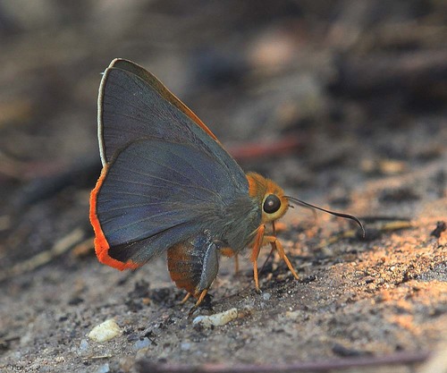Red-brick Awlet (Bibasis mahintha) · iNaturalist