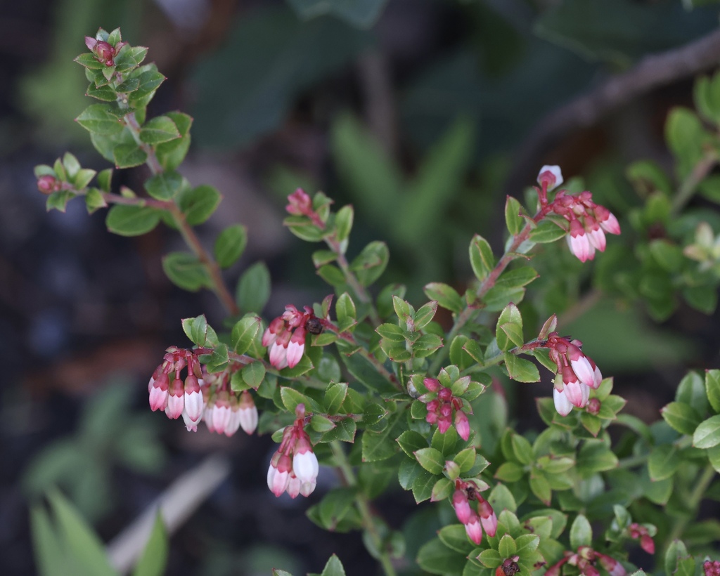 Shiny blueberry from Brevard: Scrub Ridge Trail.MINWR.Brevard County ...