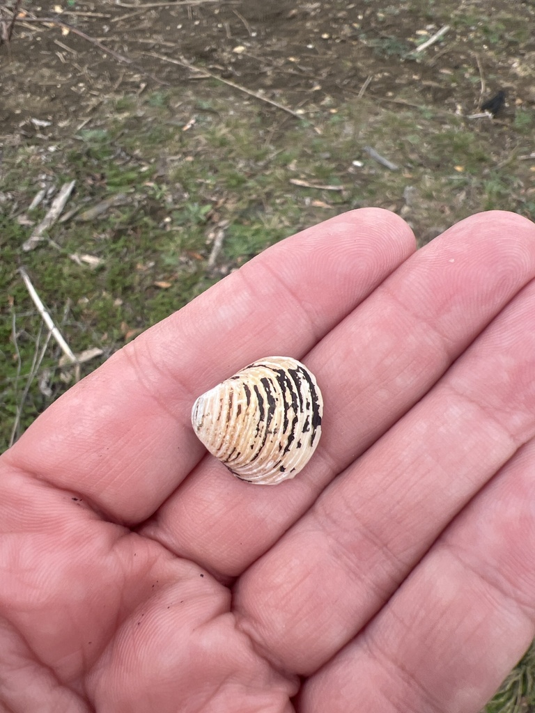 Asian Clam from Cedar Hill State Park, Cedar Hill, TX, US on February 9 ...