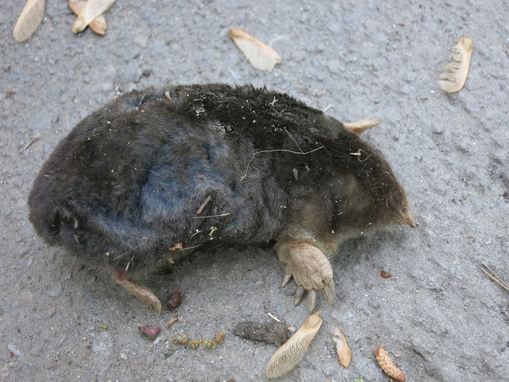 Eastern Mole from Hill Street, Asheville, NC on April 27, 2016 by Evan ...