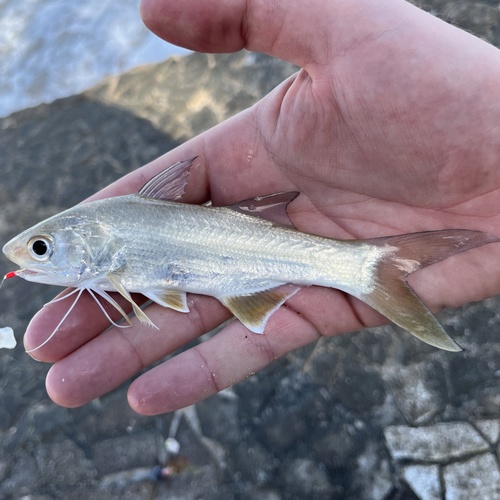 Barbudo barbú (Polydactylus virginicus)