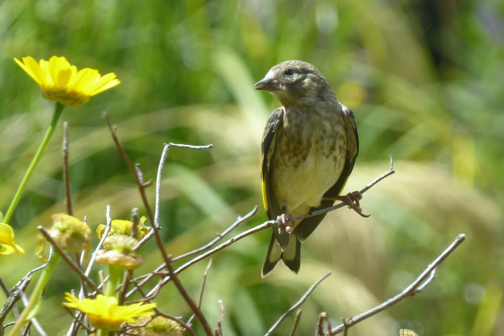 European Goldfinch from Waikouaiti, New Zealand on January 28, 2024 at ...
