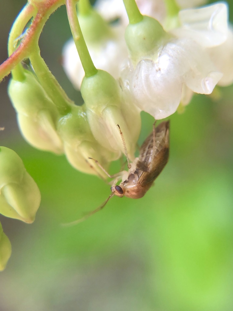 Plant Bugs from College Station, TX, USA on April 30, 2021 at 06:17 PM ...