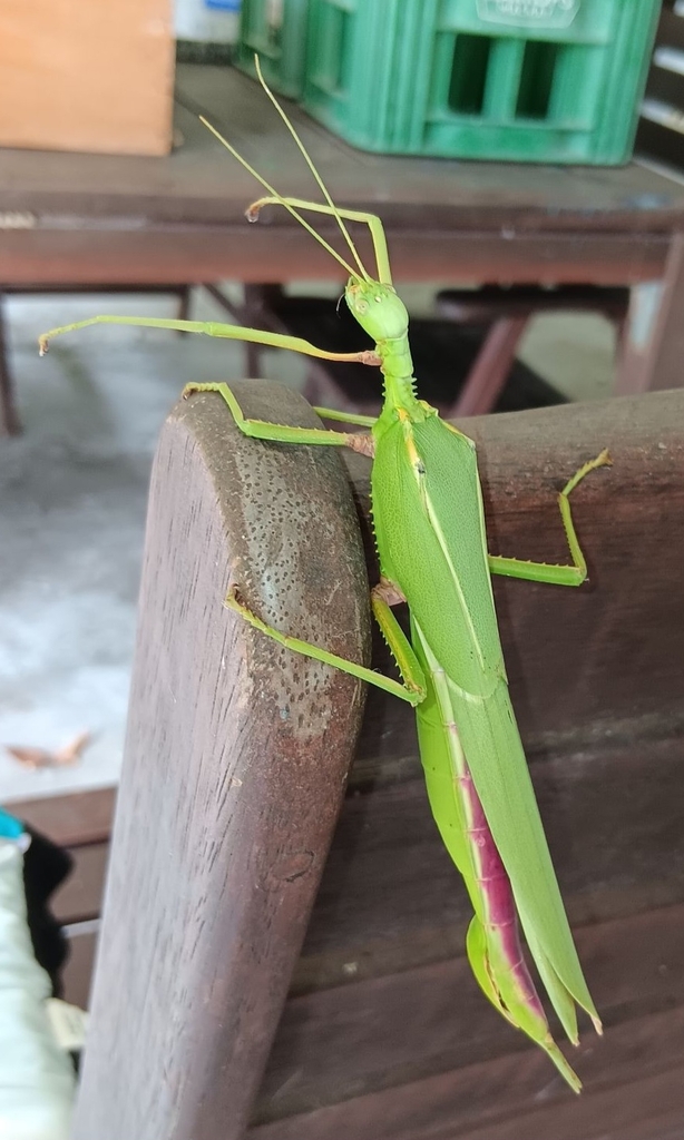 Red-winged Stick Insect from Oakenden QLD 4741, Australia on February ...