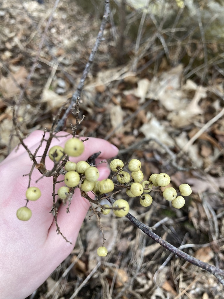 western poison ivy from Sheldon Ct, Hobart, WI, US on February 10, 2024 ...