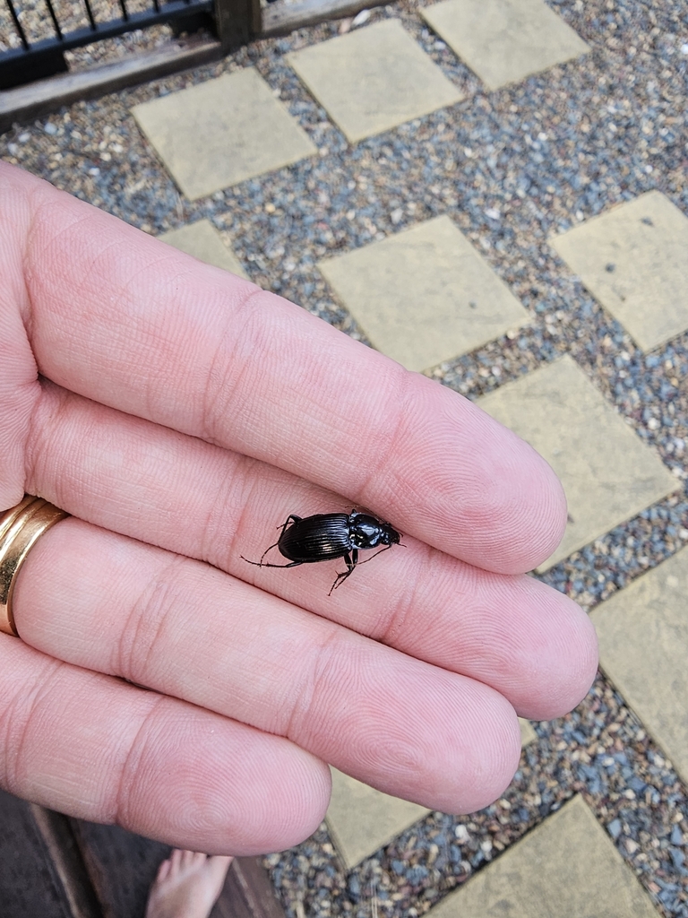 Woodland Ground Beetles from Dagun QLD 4570, Australia on February 11 ...