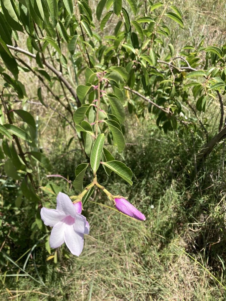 Rubber Vine in February 2024 by tess-oaktree · iNaturalist