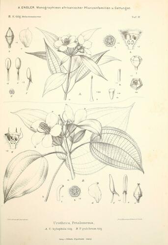 Gravesia hylophila · iNaturalist Ecuador