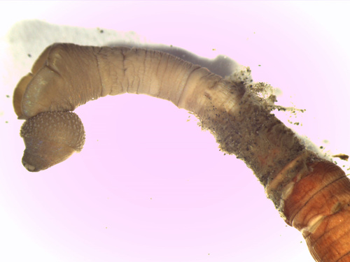 Affinis · iNaturalist