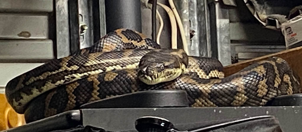 Coastal Carpet Python from Closeburn QLD 4520, Australia on October 5 ...