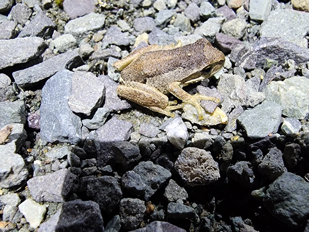 Brown Tree Frog from Papatowai 9586, New Zealand on February 5, 2024 at ...