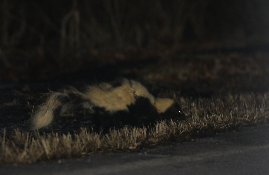 Striped Skunk from Centre County, PA, USA on February 10, 2024 at 05:36 ...