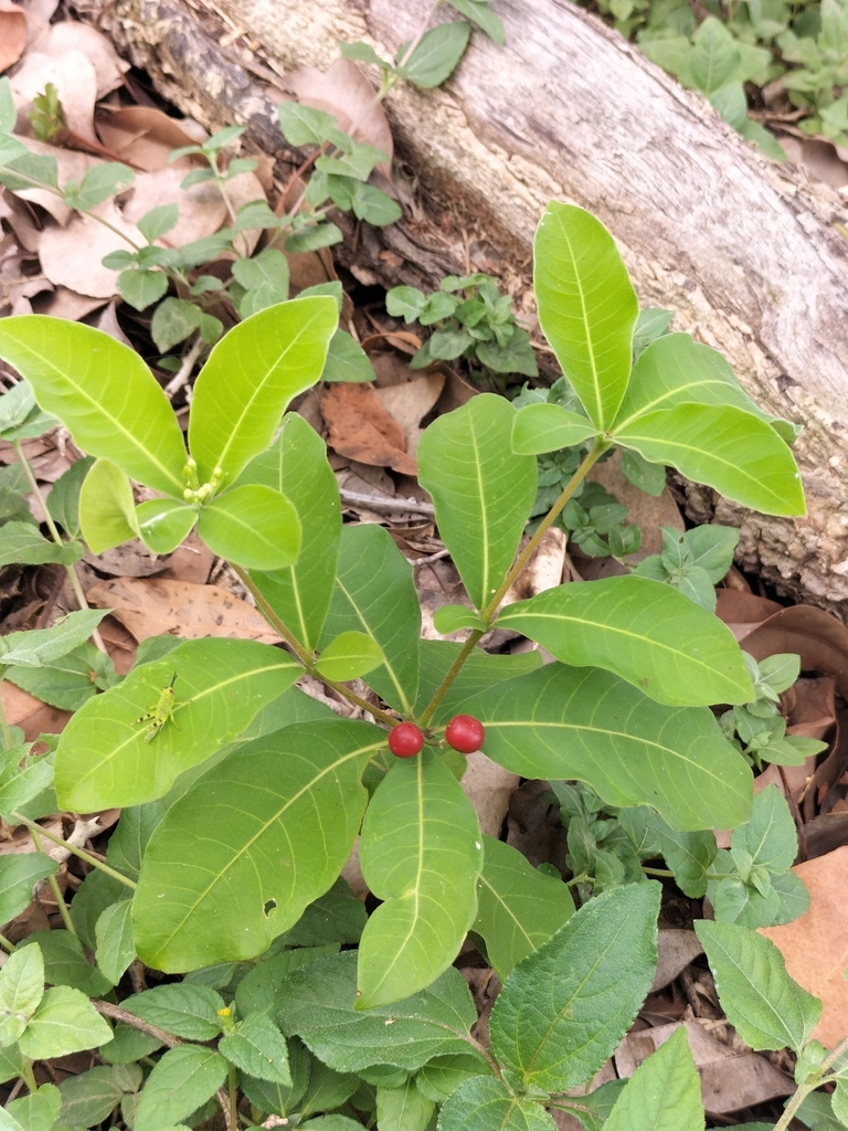 Be Still Tree from Building 14, Douglas QLD 4814, Australien on ...