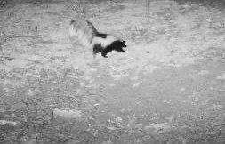 Striped Skunk from Voss, TX, US on February 10, 2024 at 04:18 AM by CH ...