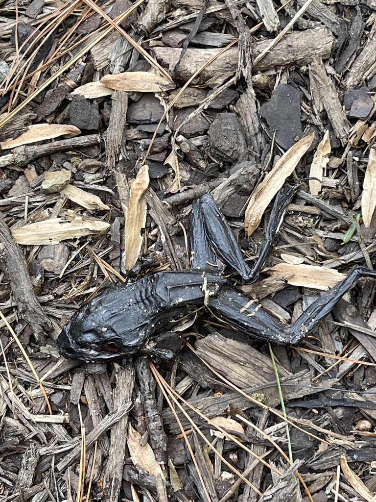 American Water Frogs from Nantahala National Forest, Franklin, NC, US ...