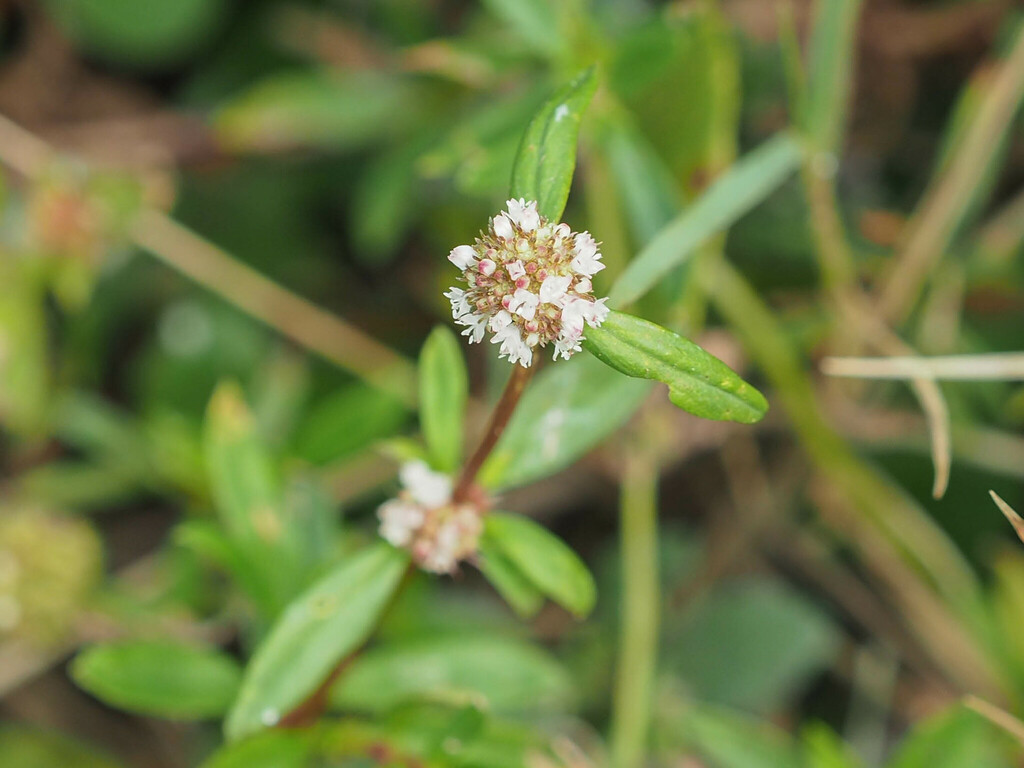 shrubby false buttonweed from Monroe County, FL, USA on February 10 ...