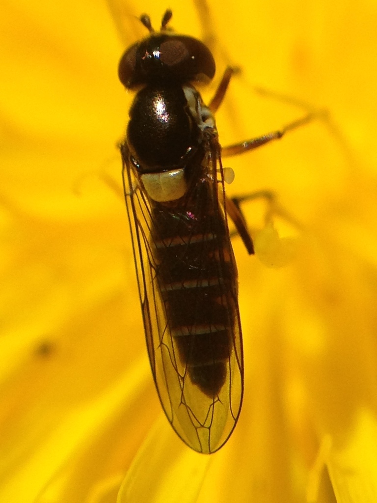 Streaktails from Selwyn District, Canterbury, New Zealand on January 13 ...