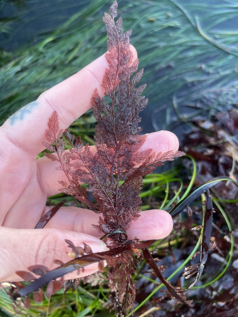 Delicate Sea Lace from North Pacific Ocean, CA, US on February 10, 2024 ...
