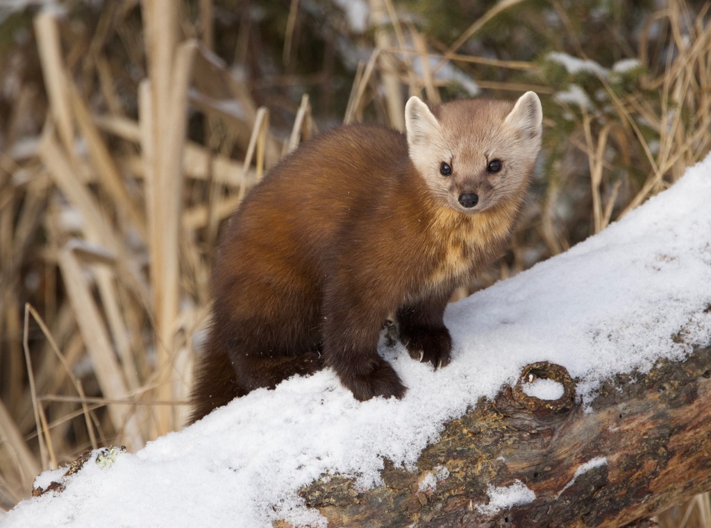 American Marten in February 2024 by Ben Zerante · iNaturalist