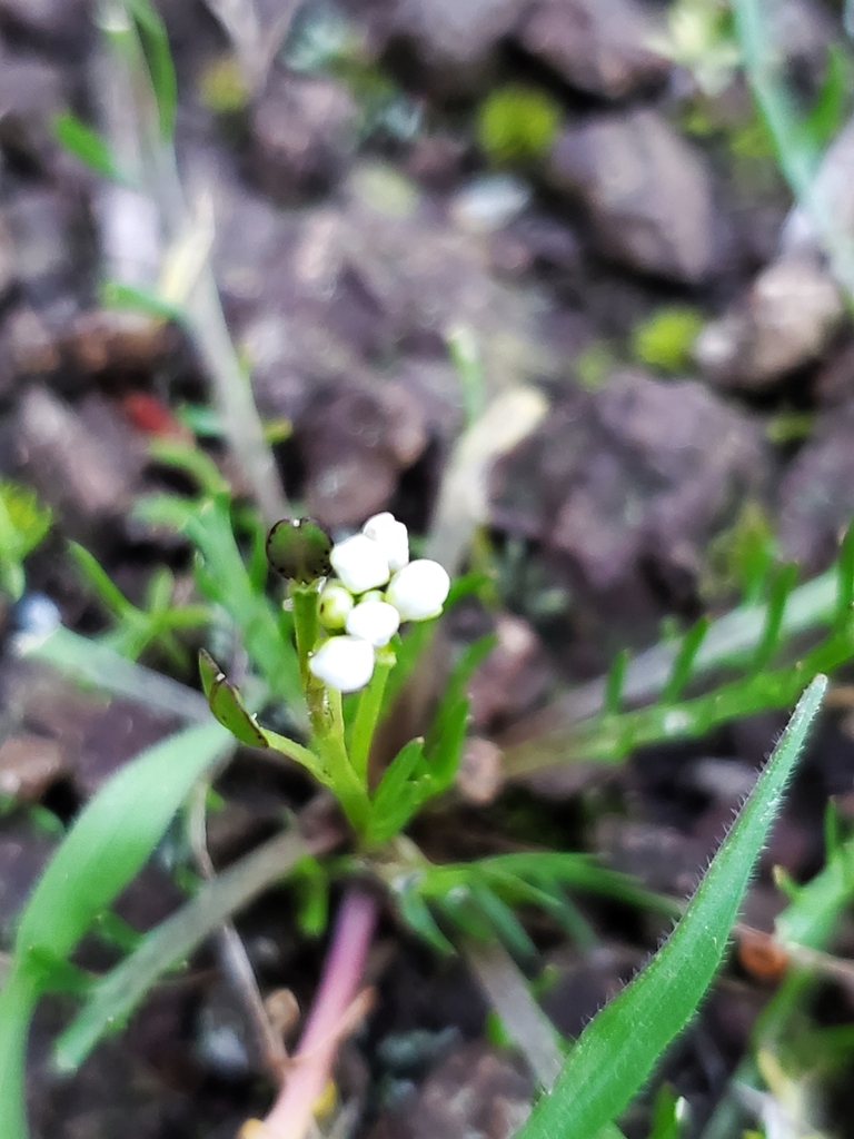 Shining Pepperweed from Orinda, CA 94563, USA on February 10, 2024 at ...