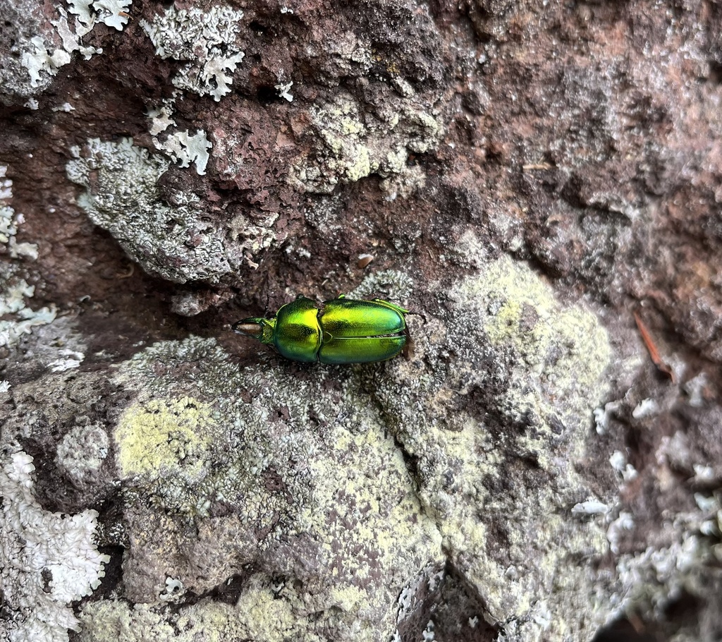 Lord Howe Stag Beetle from Lord Howe Island Permanent Park Preserve ...
