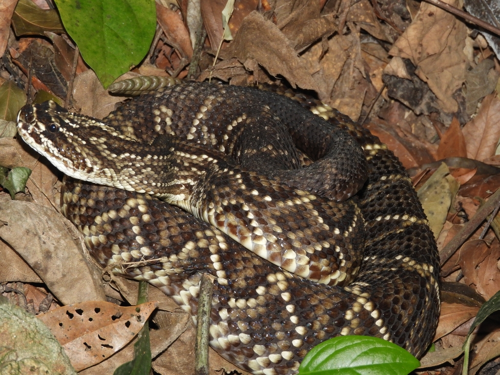 Venezuelan rattlesnake (Crotalus durissus cumanensis) - Snakes and Lizards