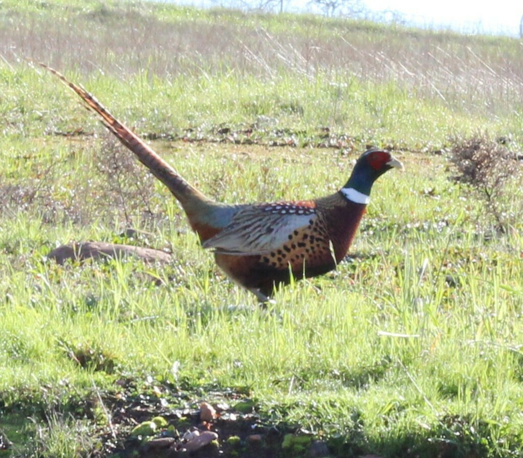 Ring-necked Pheasant from Amador County, CA, USA on February 10, 2024 ...