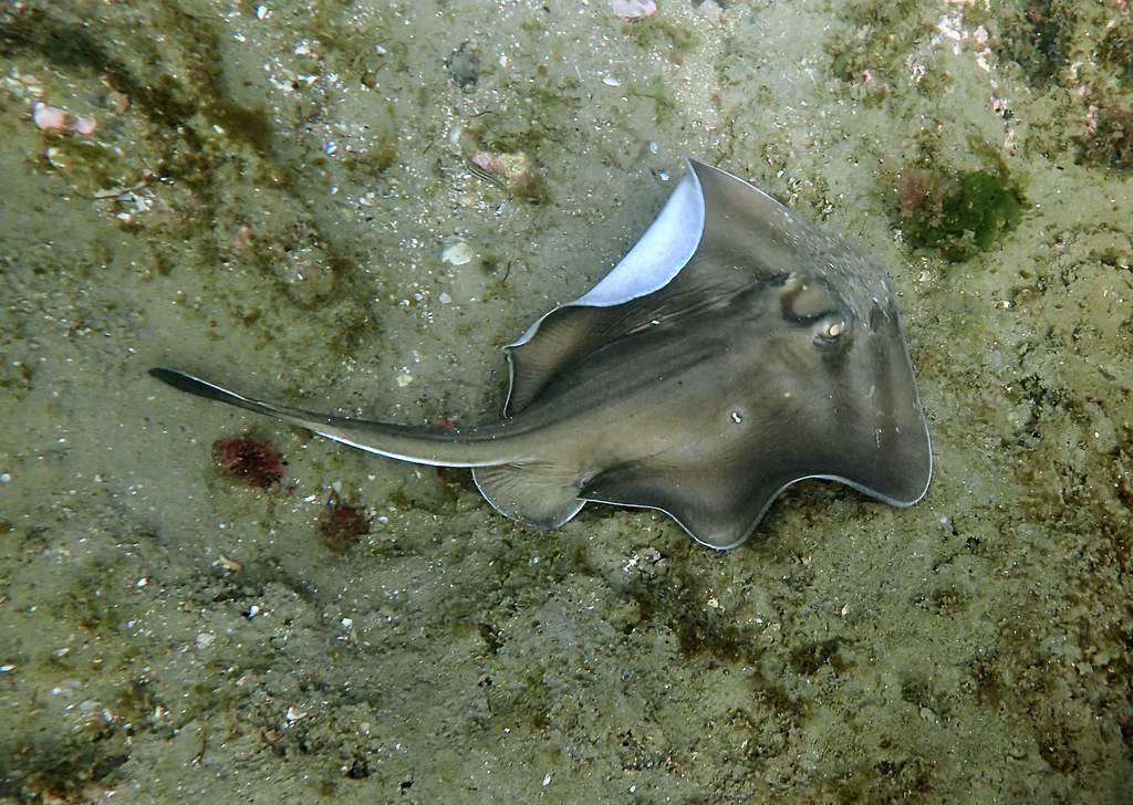 Sparsely-spotted Stingaree from Hampton Beach, Victoria, Australia on ...