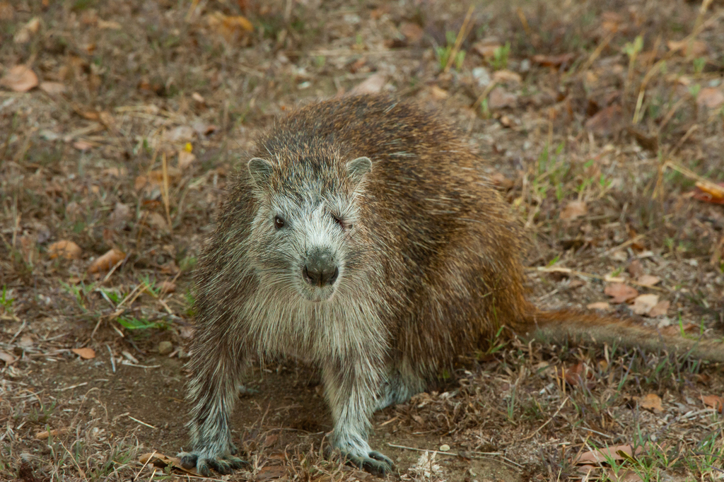 Cuban Ground Hutia (Capromys pilorides) - Know Your Mammals