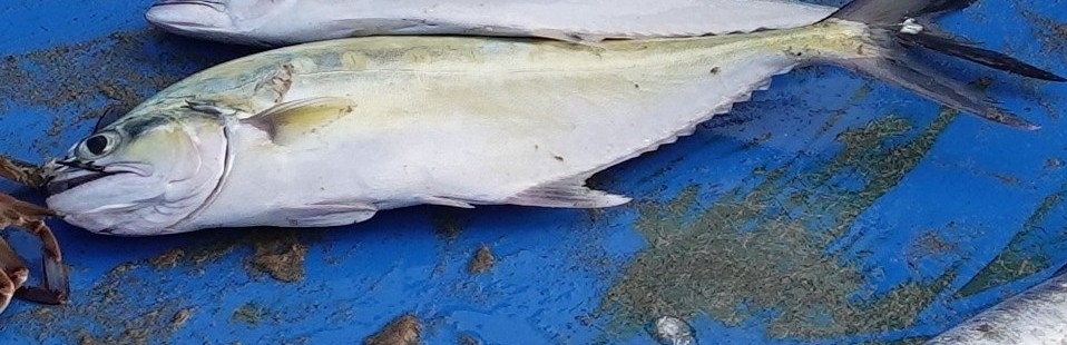 Giant Queenfish from Panaiyur, Chennai, Tamil Nadu, India on February ...