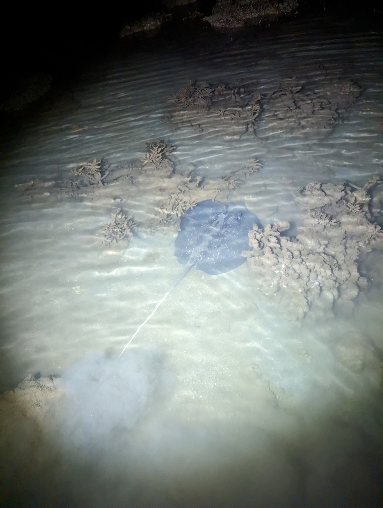 Mangrove Whipray from Mowbray QLD 4877, Australia on February 11, 2024 ...