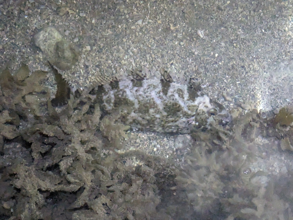 Black Rabbitfish from Mowbray QLD 4877, Australia on February 11, 2024 ...