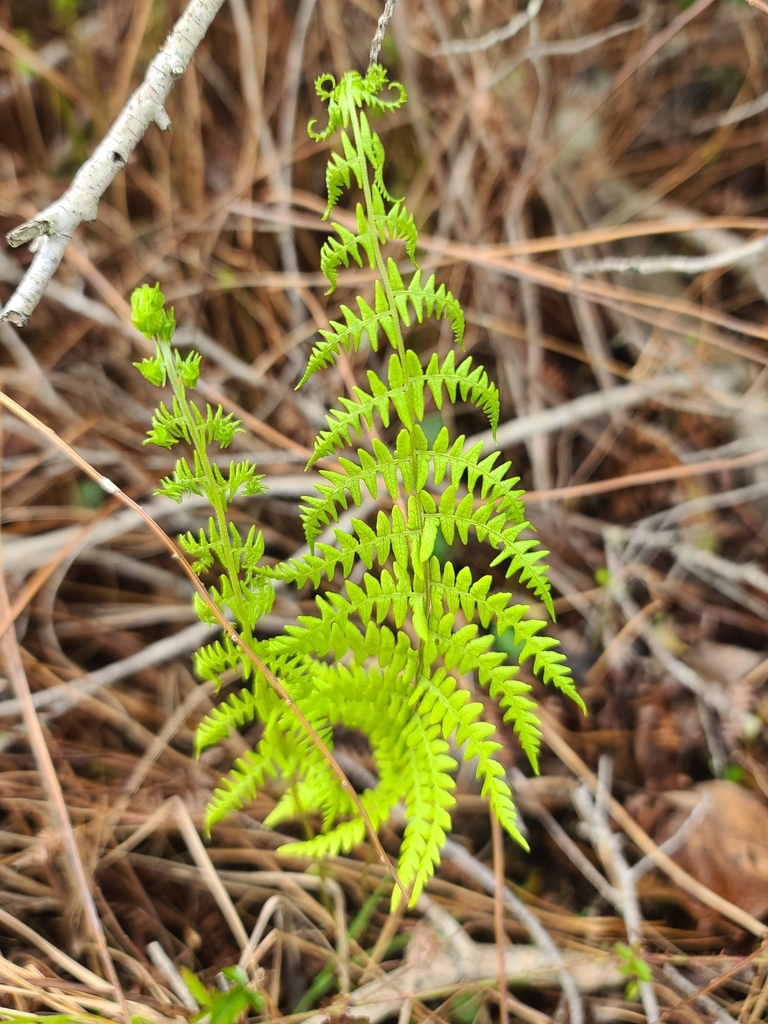 Eastern American marsh fern from Gopher Tortoise Trail, Gulf State Park ...