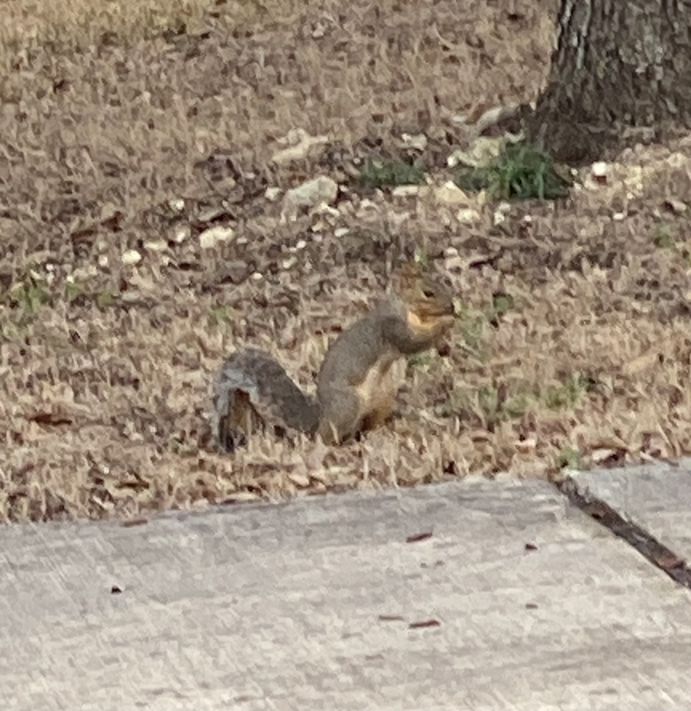 Fox Squirrel from Far North Central, San Antonio, TX, USA on February ...