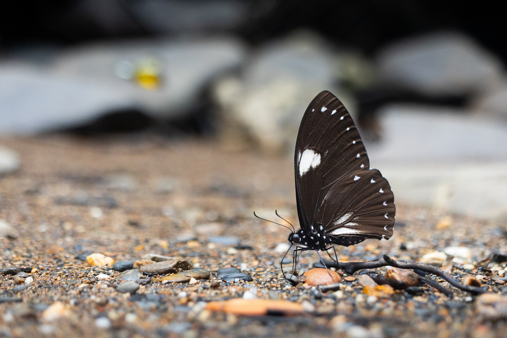 Great Blue Mime Swallowtail from Borneo, Bukok, Temburong, BN on ...