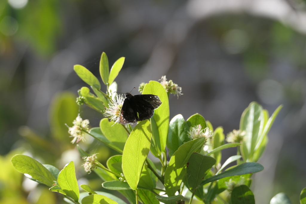 Florida Duskywing from Big Pine Key, FL 33043, USA on February 1, 2024 ...