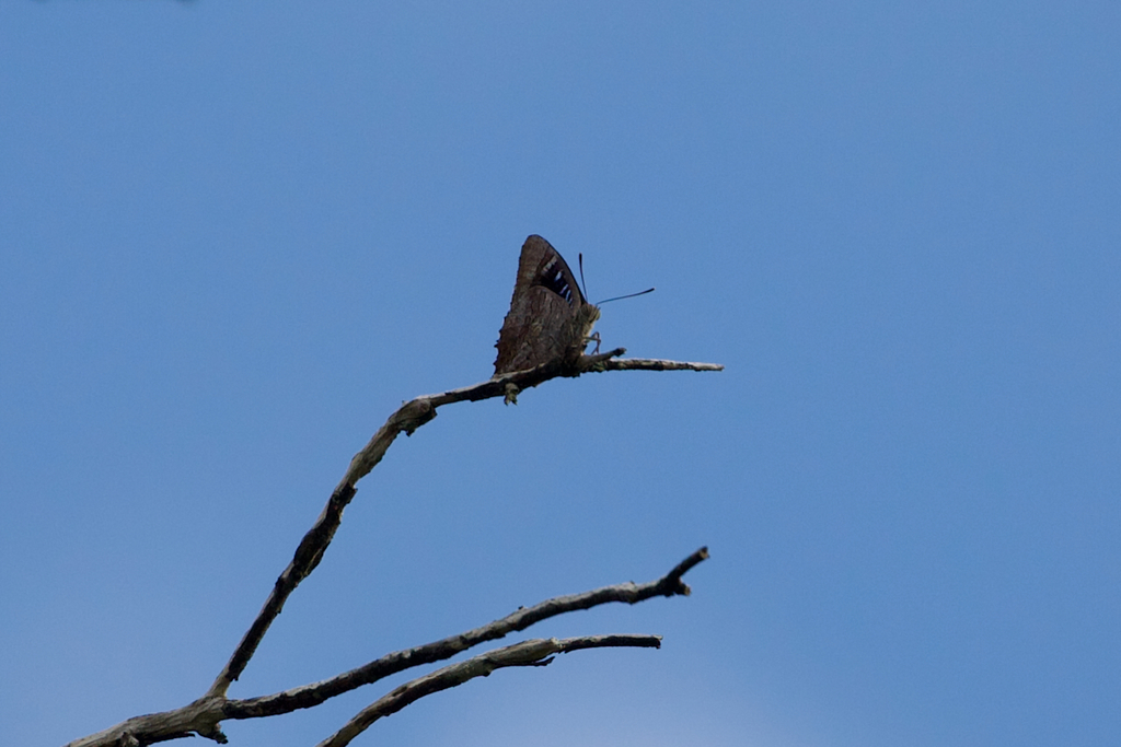 Genoveva Azure from Westwood, QLD, AU on January 31, 2024 at 04:48 PM ...