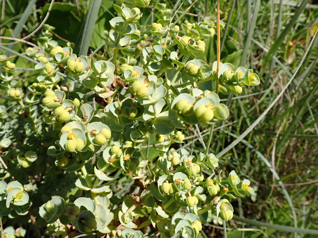 Sea Spurge from Broulee NSW 2537, Australia on February 8, 2024 at 10: ...