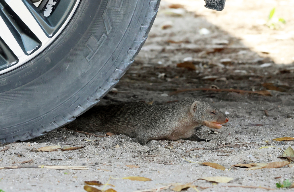 Banded Mongoose from Fort Namutoni, Namibia on September 30, 2022 at 05 ...
